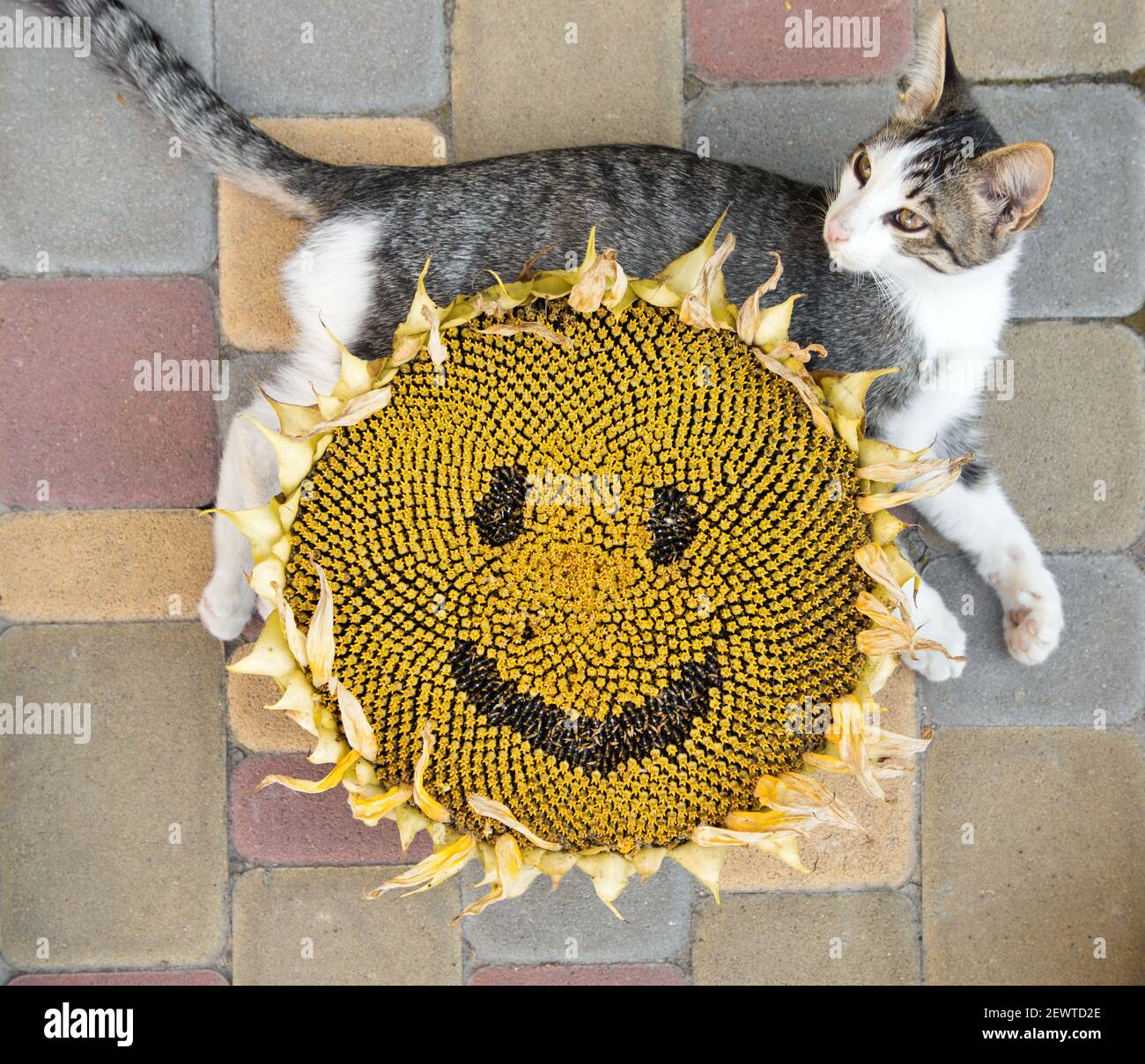 Sunflower cat hi-res stock photography and images - Alamy
