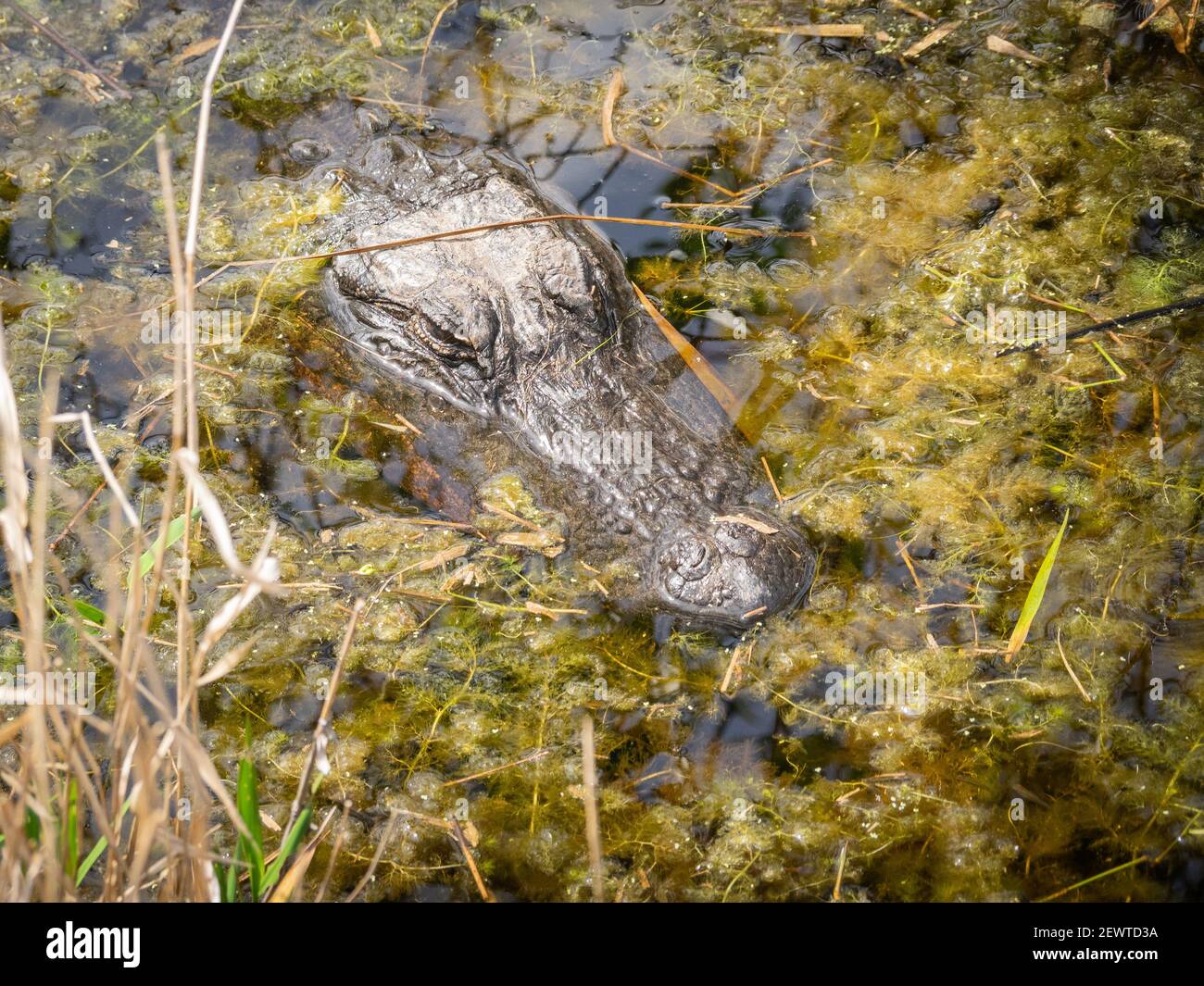 Alligator in swamp Stock Photo - Alamy