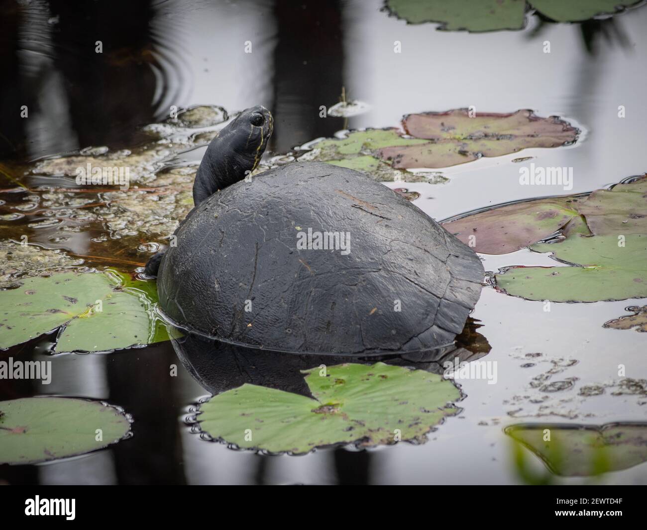 All black turtle in water Stock Photo - Alamy