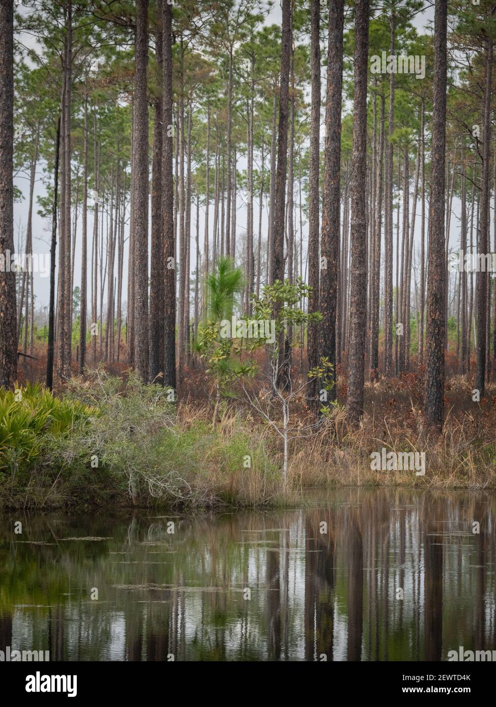 Trees and vegetation in a nature park Stock Photo - Alamy