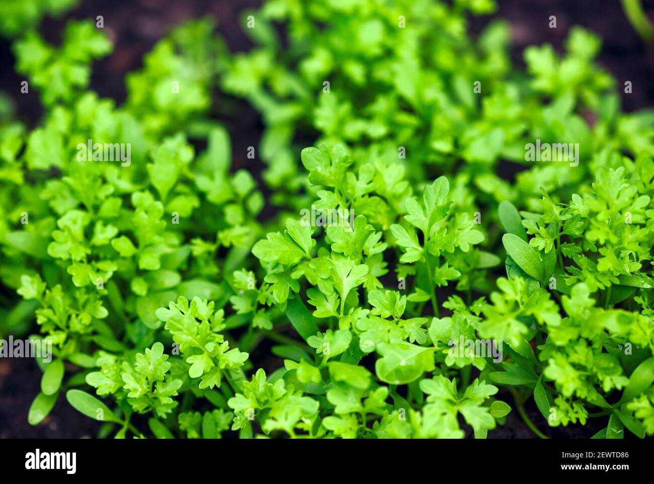 Green young organic garden cress grows outdoors Stock Photo - Alamy