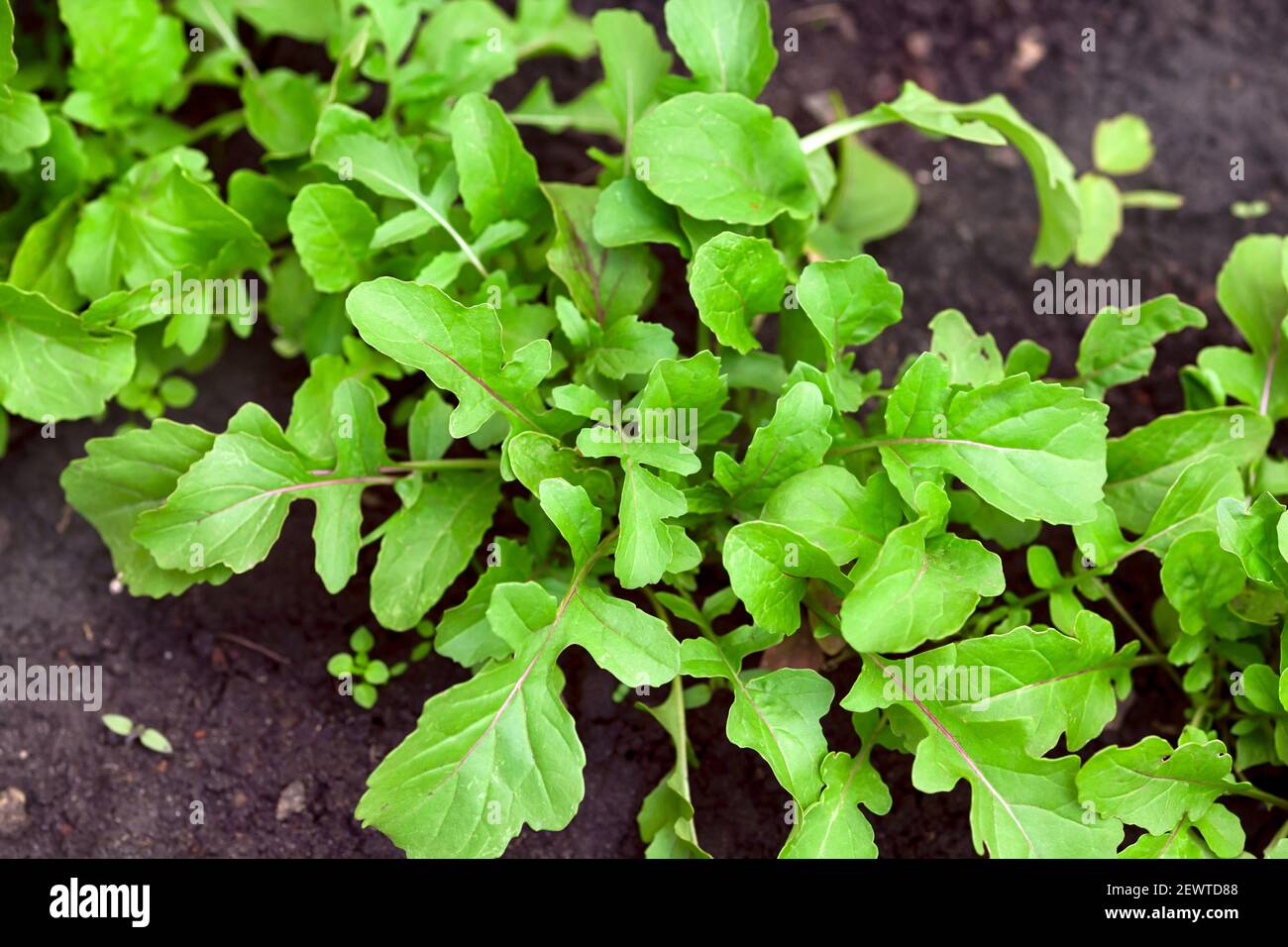 Green organic arugula grows outdoors. Close-up Stock Photo - Alamy