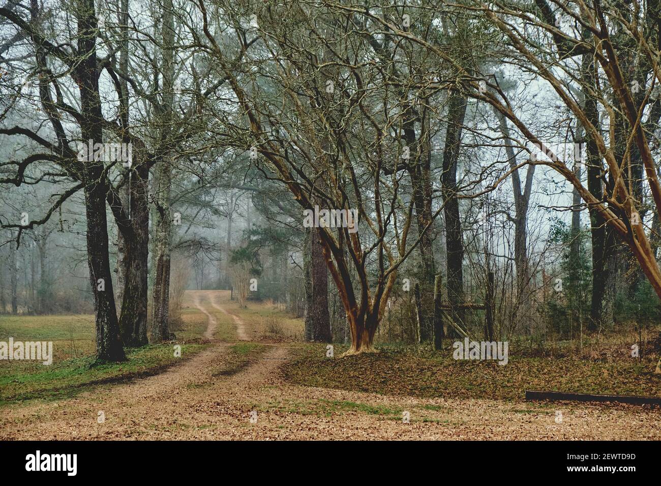 Foggy moring road hi-res stock photography and images - Alamy