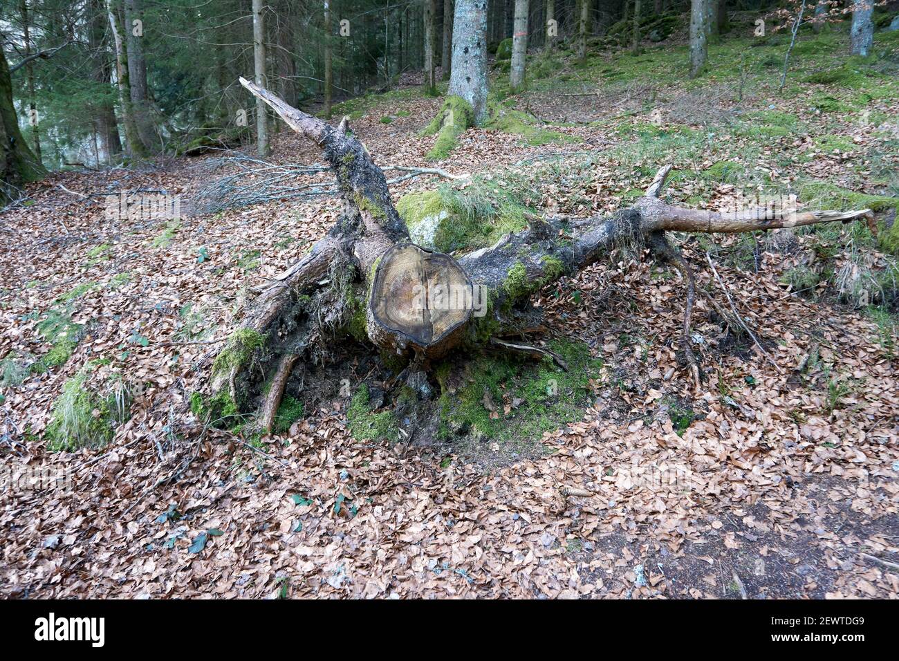 An old dead fallen tree covered with moss in a forest Stock Photo - Alamy