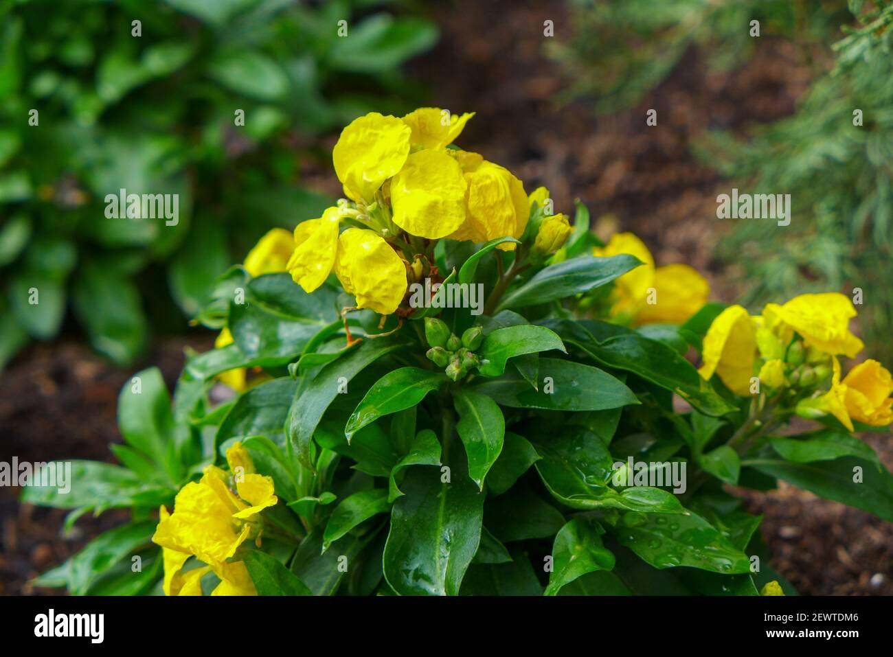 Yellow flowers of Narrowleaf evening primrose, Oenothera fruticosa or ...