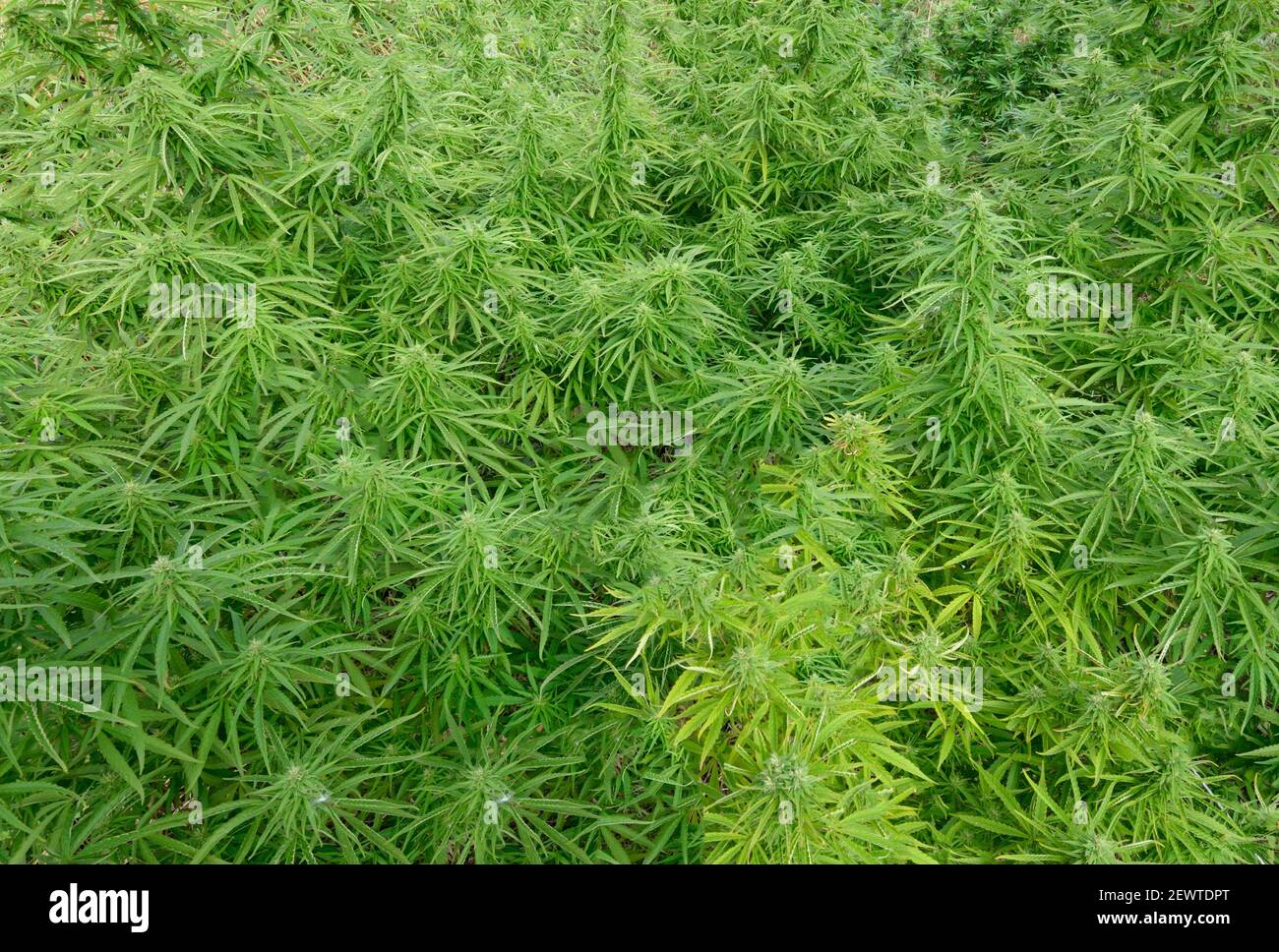 Cannabis bush flowering buds hi-res stock photography and images - Alamy