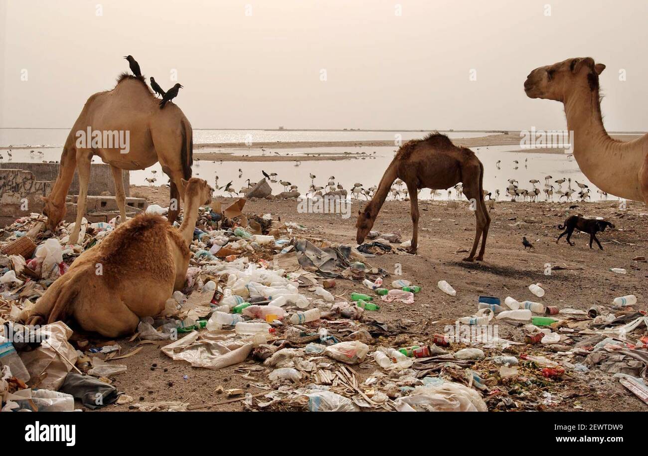 CAMELS SCAVENGING AT A RUBBISH TIP NR THE UNDEVELOPED COASTLINE AT ...