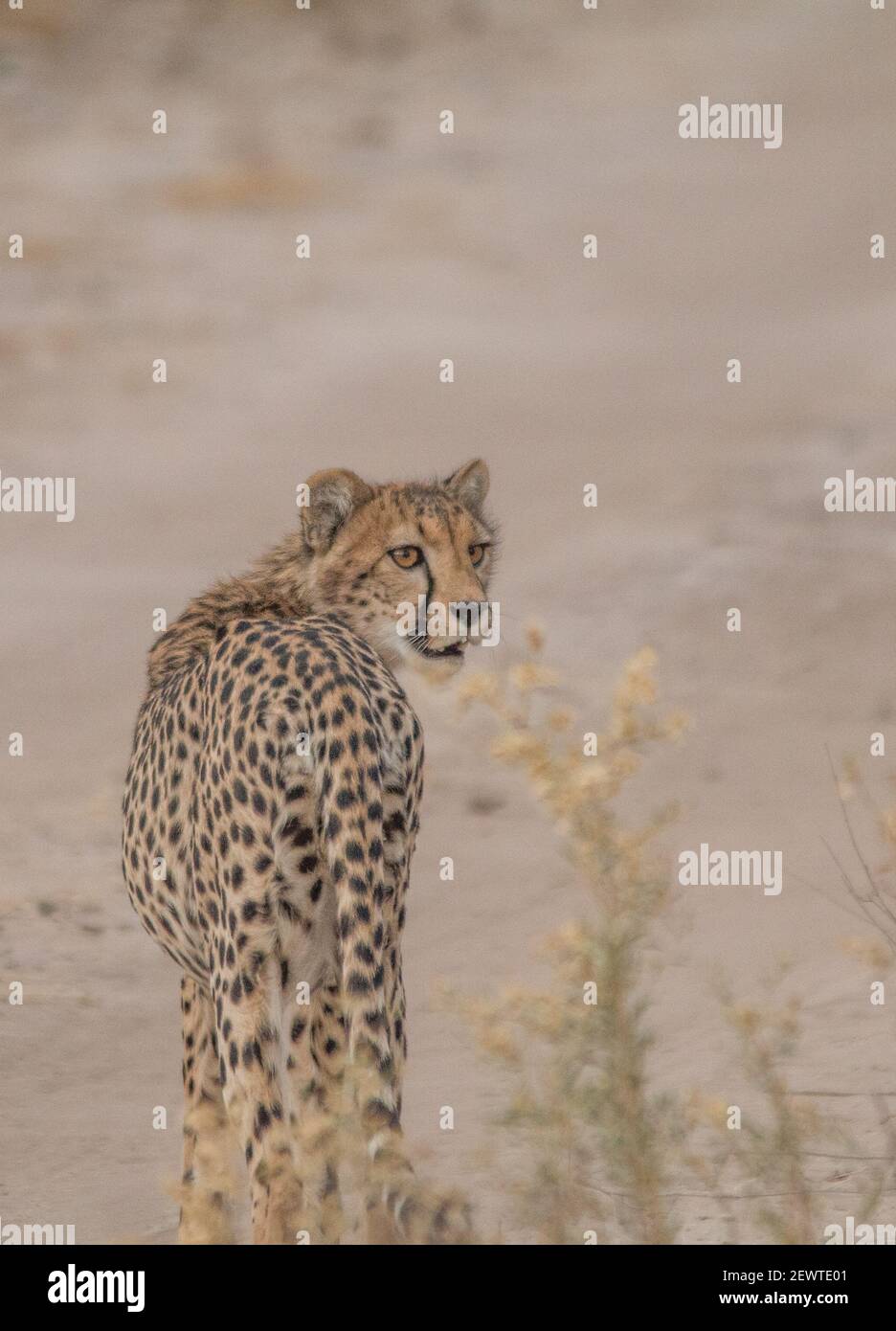 Cheetah Namibia Sunset High Resolution Stock Photography and Images - Alamy