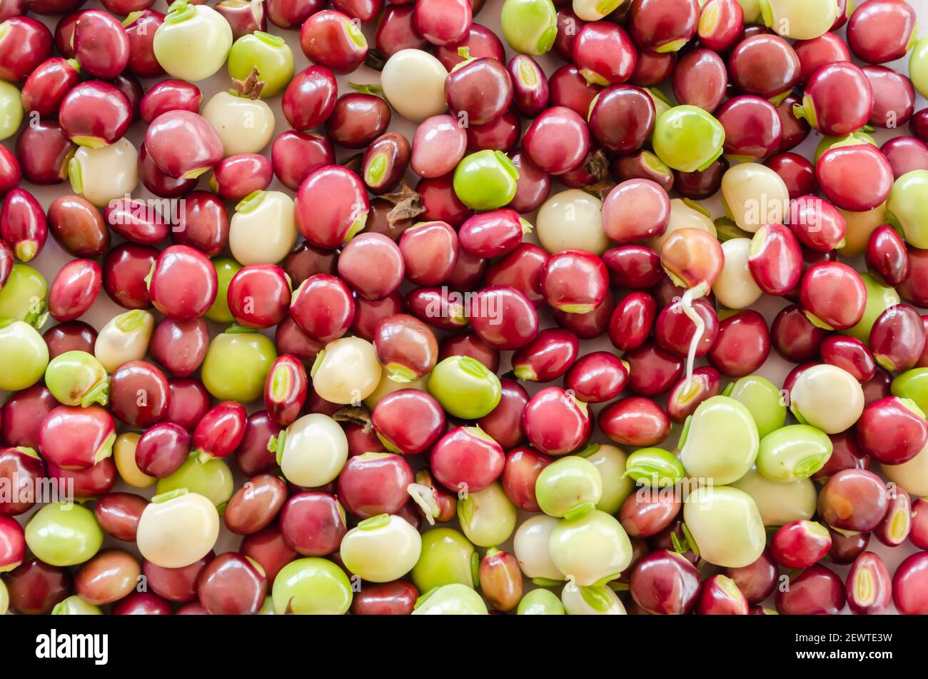 Togari bele hi-res stock photography and images - Alamy