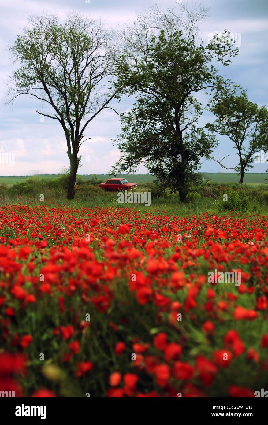 Car flower fields hi-res stock photography and images - Alamy