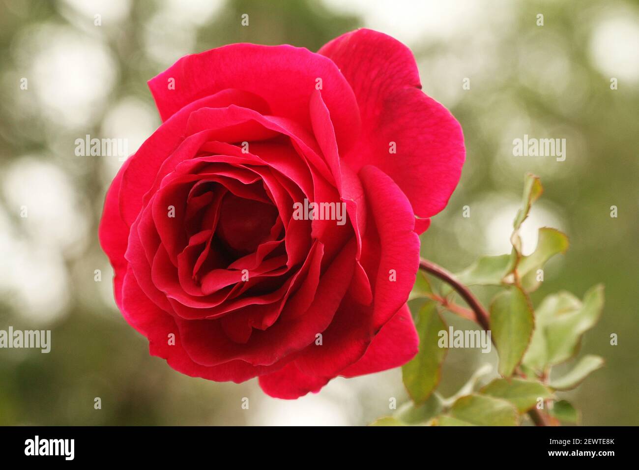 Red Rose In Bloom High Resolution Stock Photography and Images - Alamy