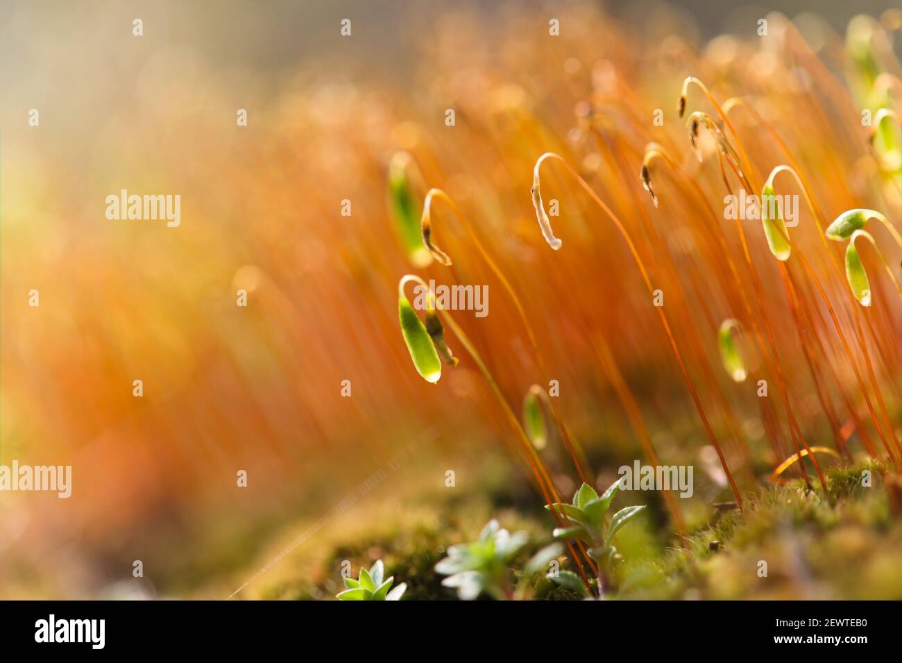 High resolution macro of Red Shank Moss / Ceratodon purpureus at Canvey ...