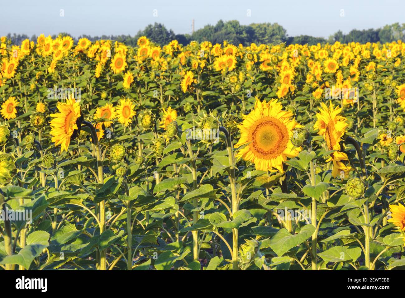 Ukraine sunflower hi-res stock photography and images - Alamy