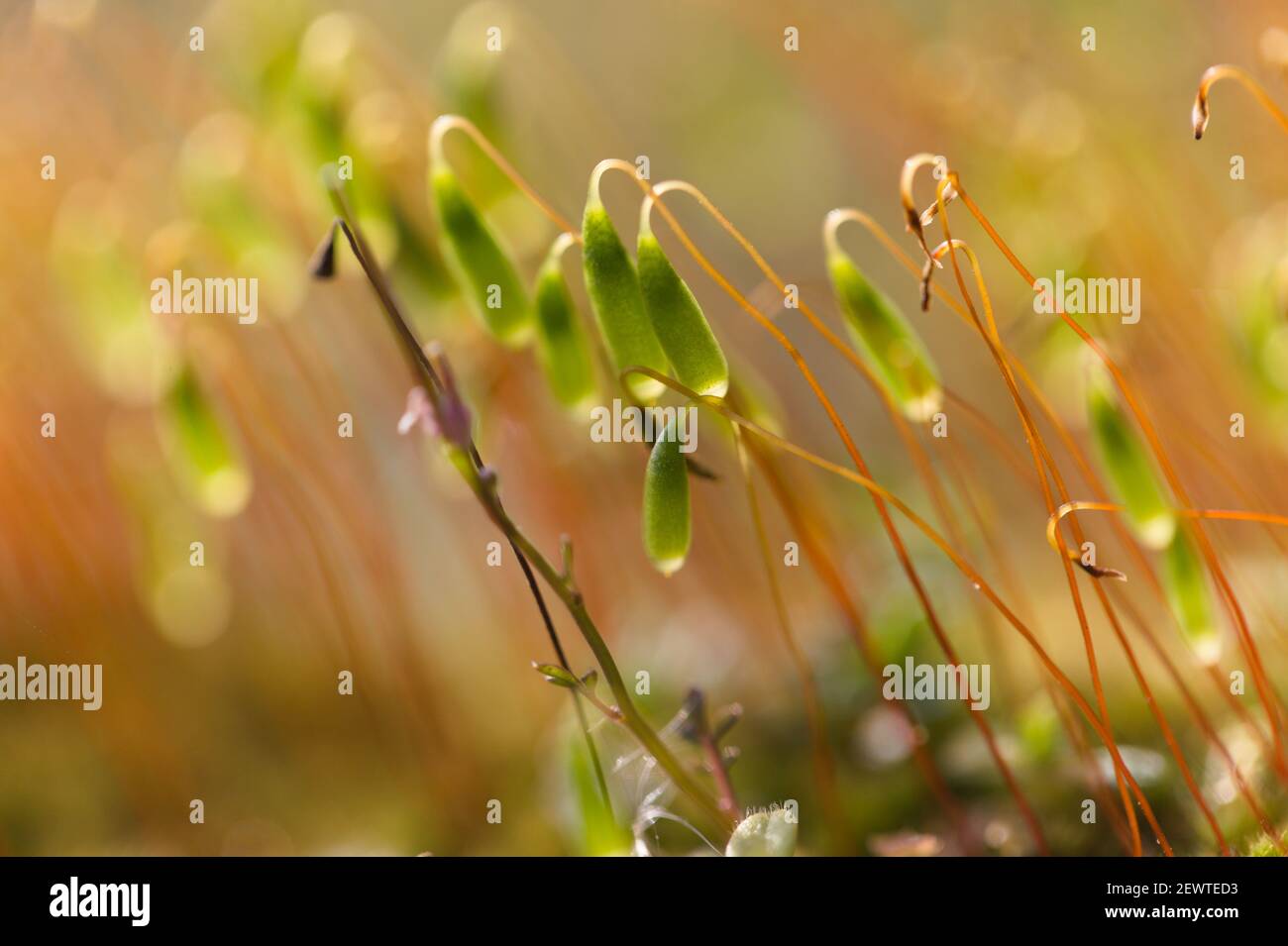 High resolution macro of Ceratodon purpureus / Red Shank Moss at Canvey ...
