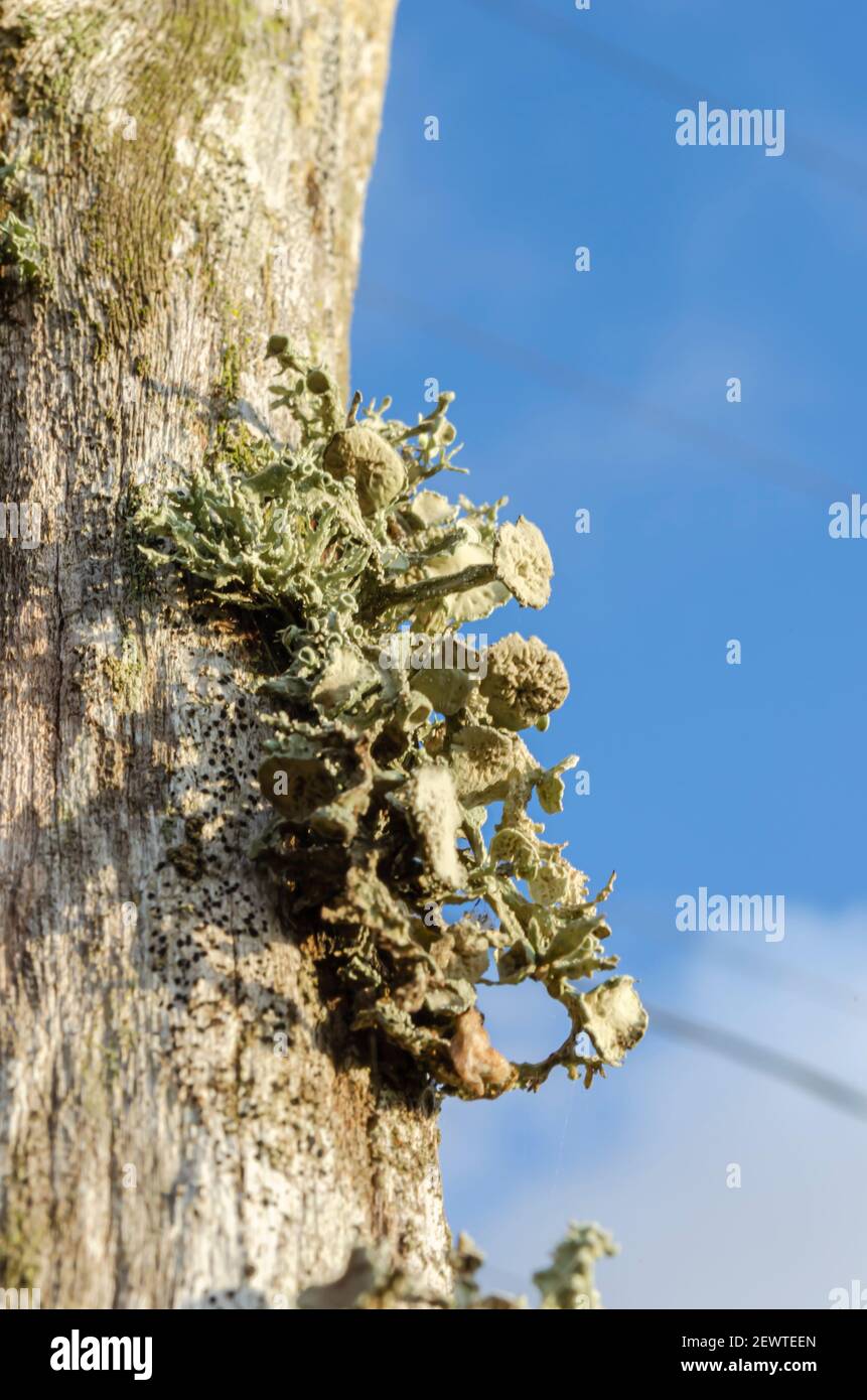 Side View Of Ramalina Lichen Stock Photo - Alamy