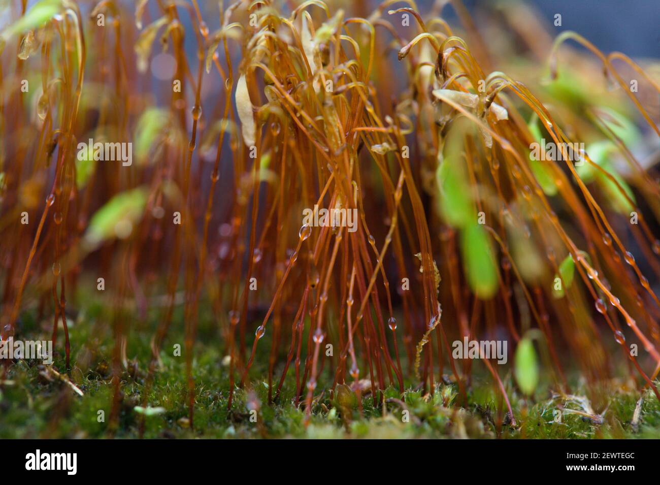 British Mosses / Bryophytes- Ceratodon purpureus /Red Shank moss with ...