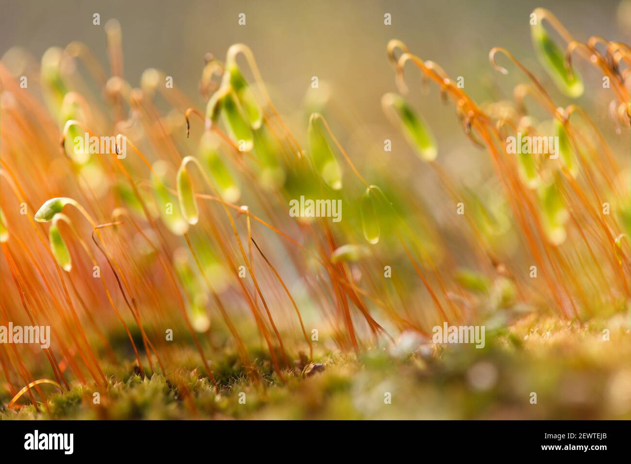 British Mosses - Bryophytes - View of Ceratodon purpureus /Red Shank ...