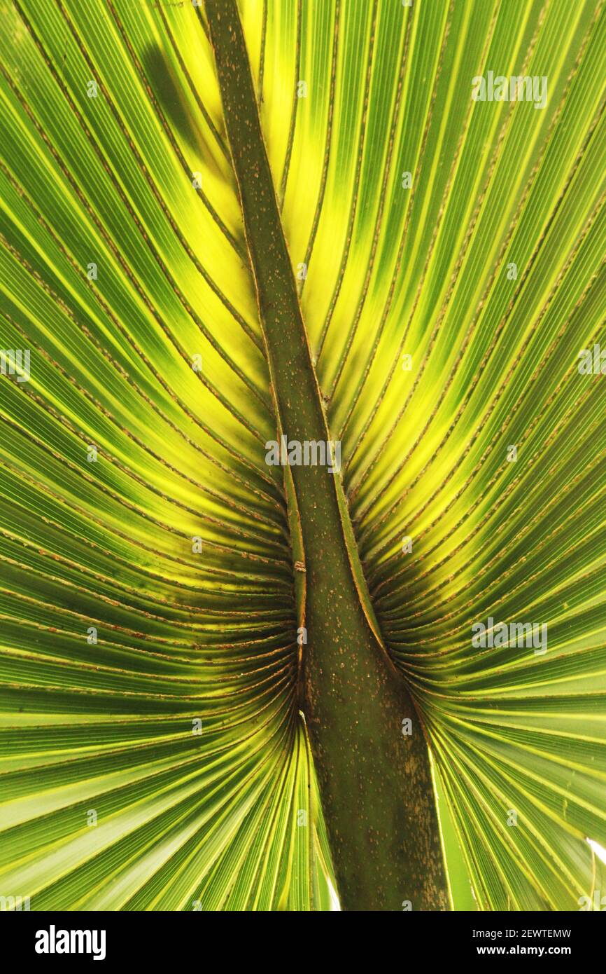 Washingtonia filifera (California fan palm/ desert fan palm). Underside ...