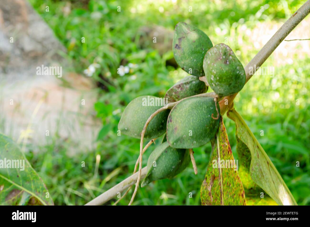 Young Terminalia Catappa Fruits Stock Photo - Alamy
