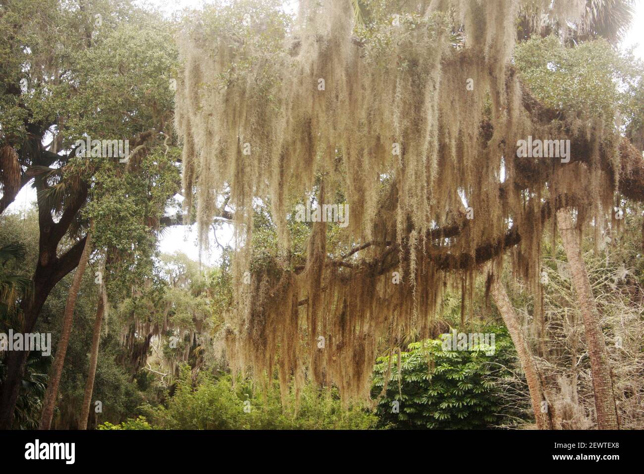 Hanging Moss Tree Florida