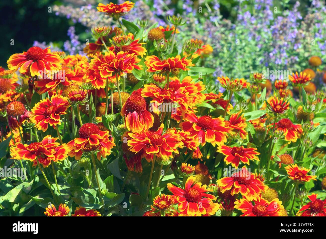 Indian blanket gaillardia hi-res stock photography and images - Alamy
