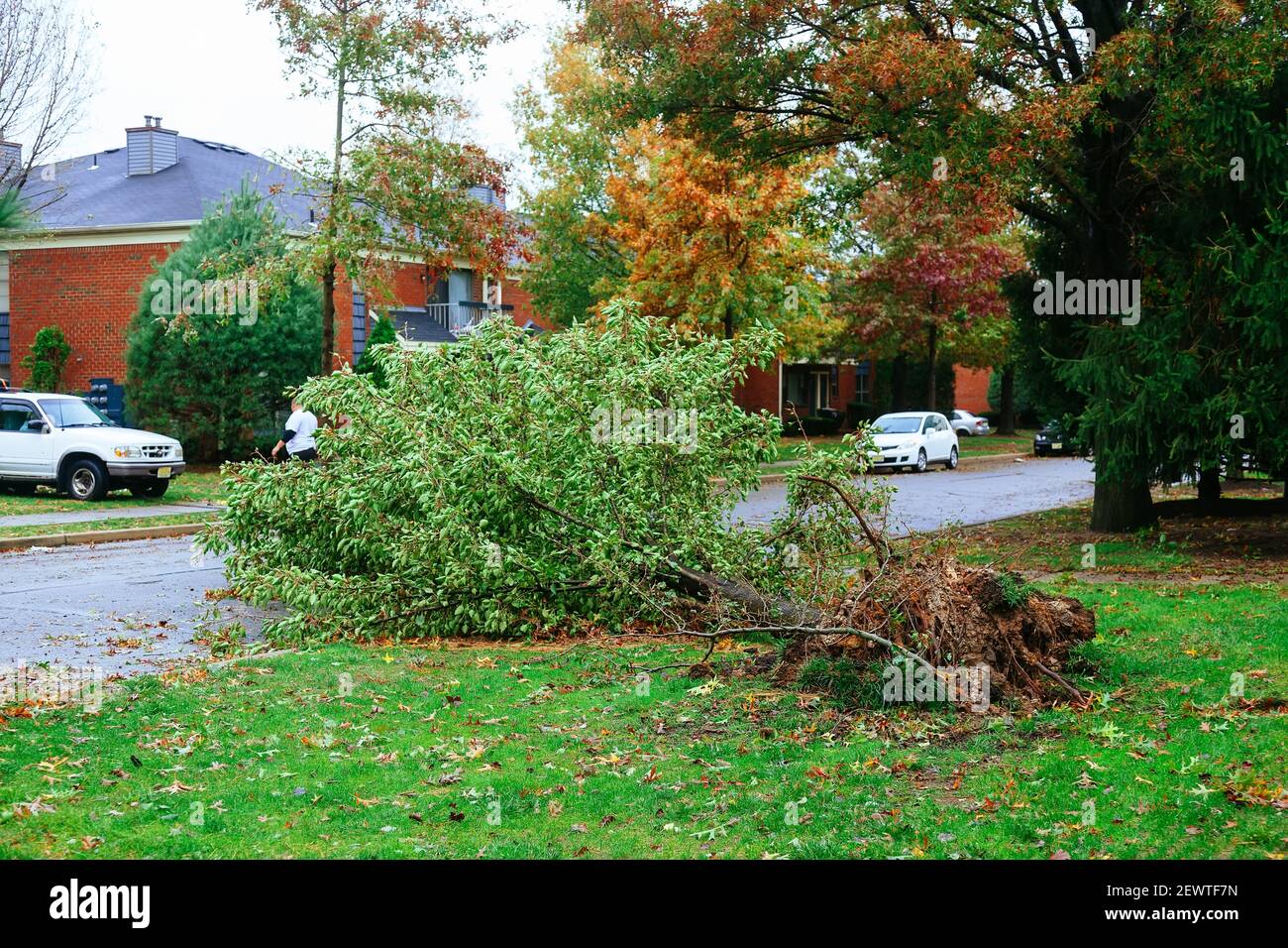 Hurricane flood and wind damage tornado storm felled trees flooding ...