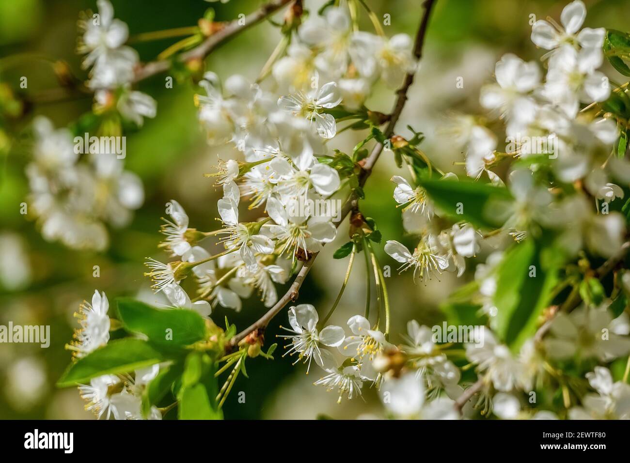 Blossoming cherry branch, nature revival in spring. Sharp foreground ...