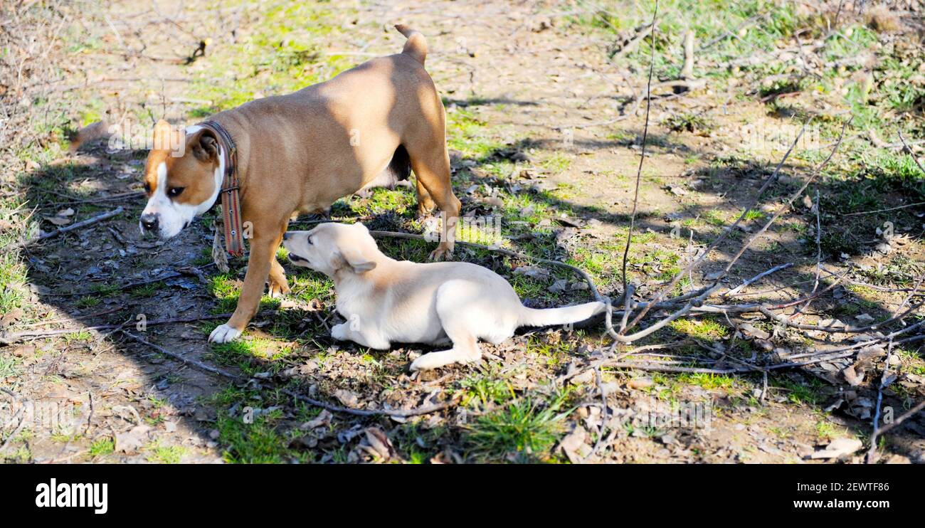 Two dogs retreiver and staffie in the grasslands play Stock Photo - Alamy