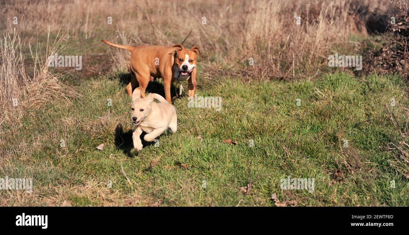 Two dogs retreiver and staffie in the grasslands play Stock Photo - Alamy