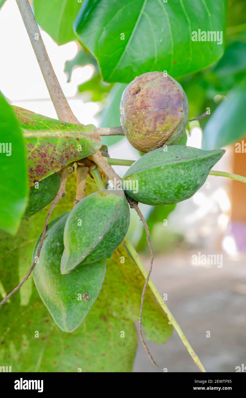 Indian almond tree hi-res stock photography and images - Alamy