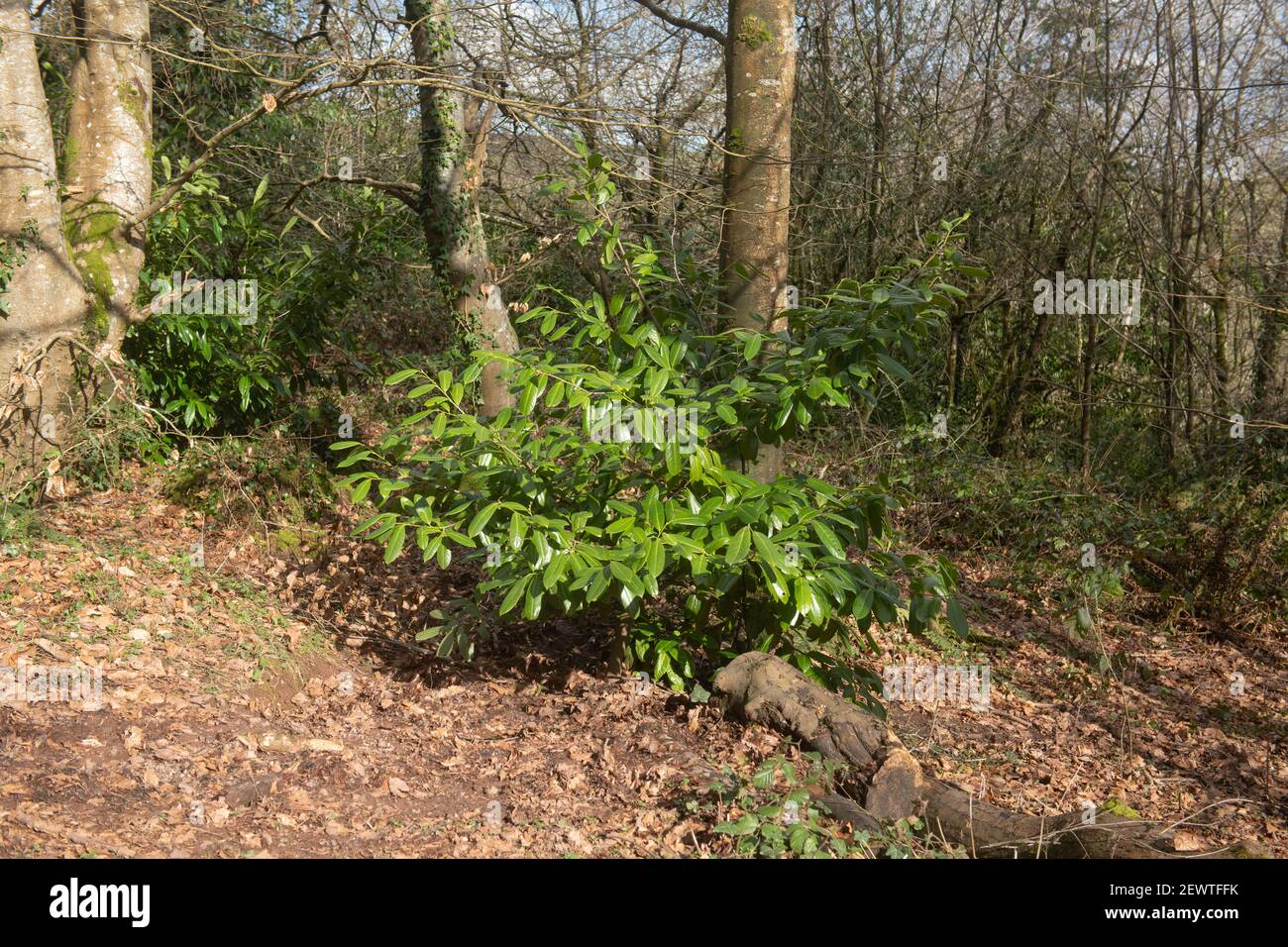 Prunus laurocerasus common laurel cherry laurel hi-res stock ...