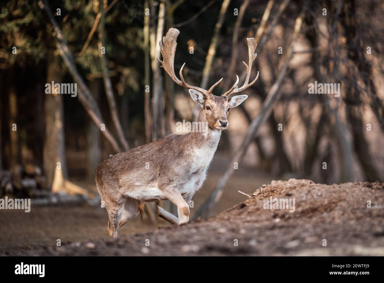 beautiful deer standing in a wild forest Stock Photo - Alamy