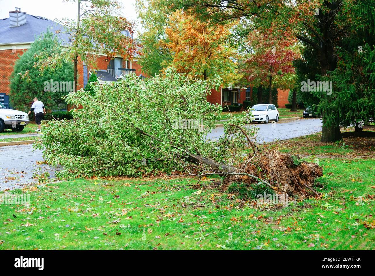 Hurricane flood and wind damage tornado storm felled trees flooding ...