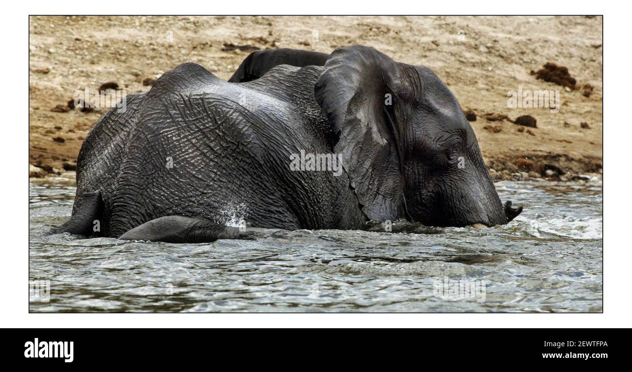 Elephants in namibia Cut Out Stock Images & Pictures - Alamy