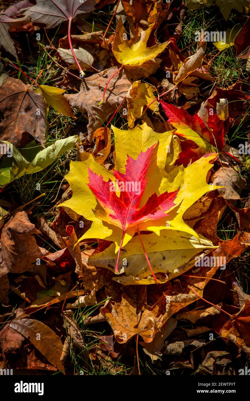 Red and yellow maple leaves in fall in Quebec Stock Photo - Alamy