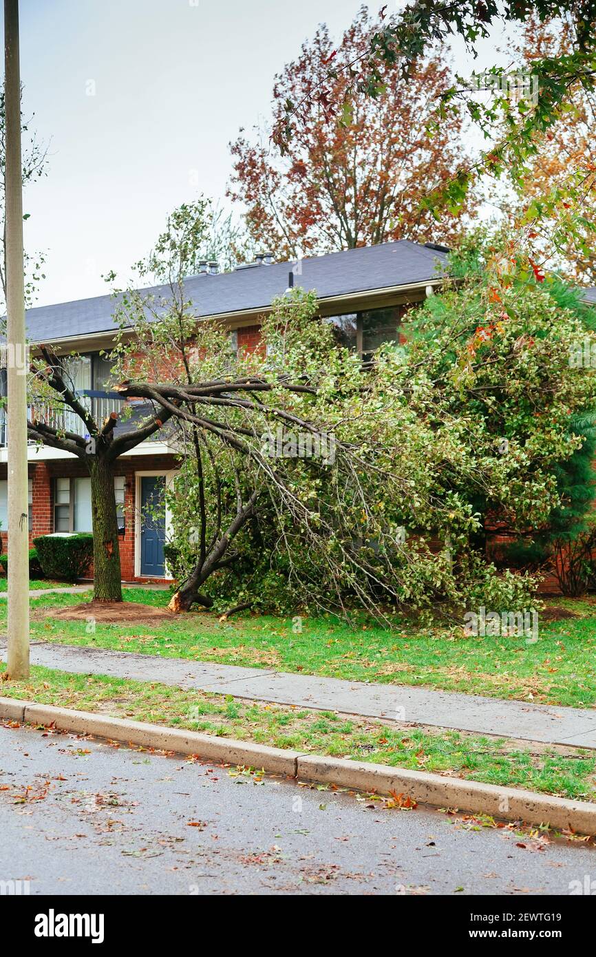 Hurricane flood and wind damage tornado storm felled trees flooding ...