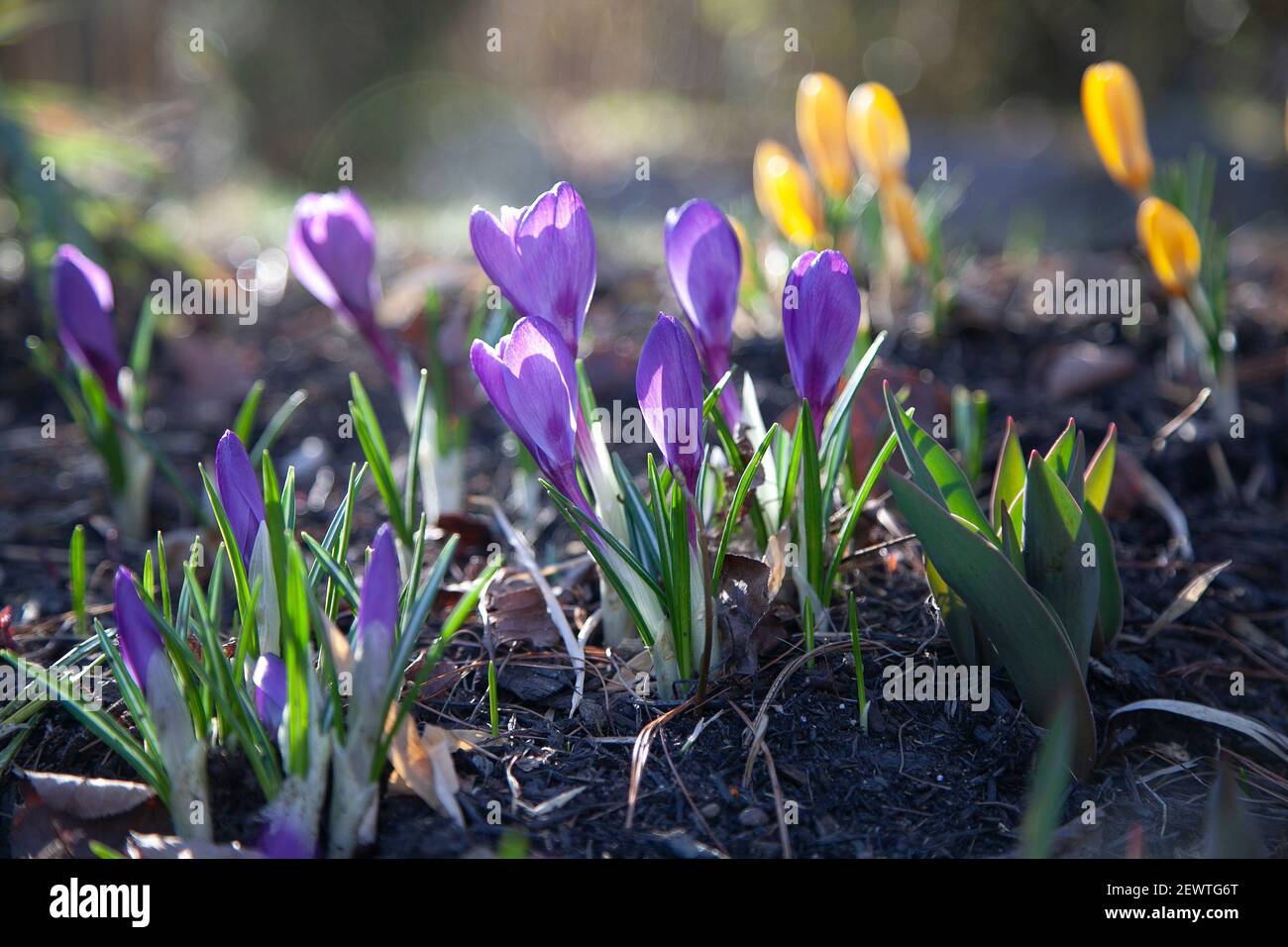 Purple crocuses in the snow hi-res stock photography and images - Alamy
