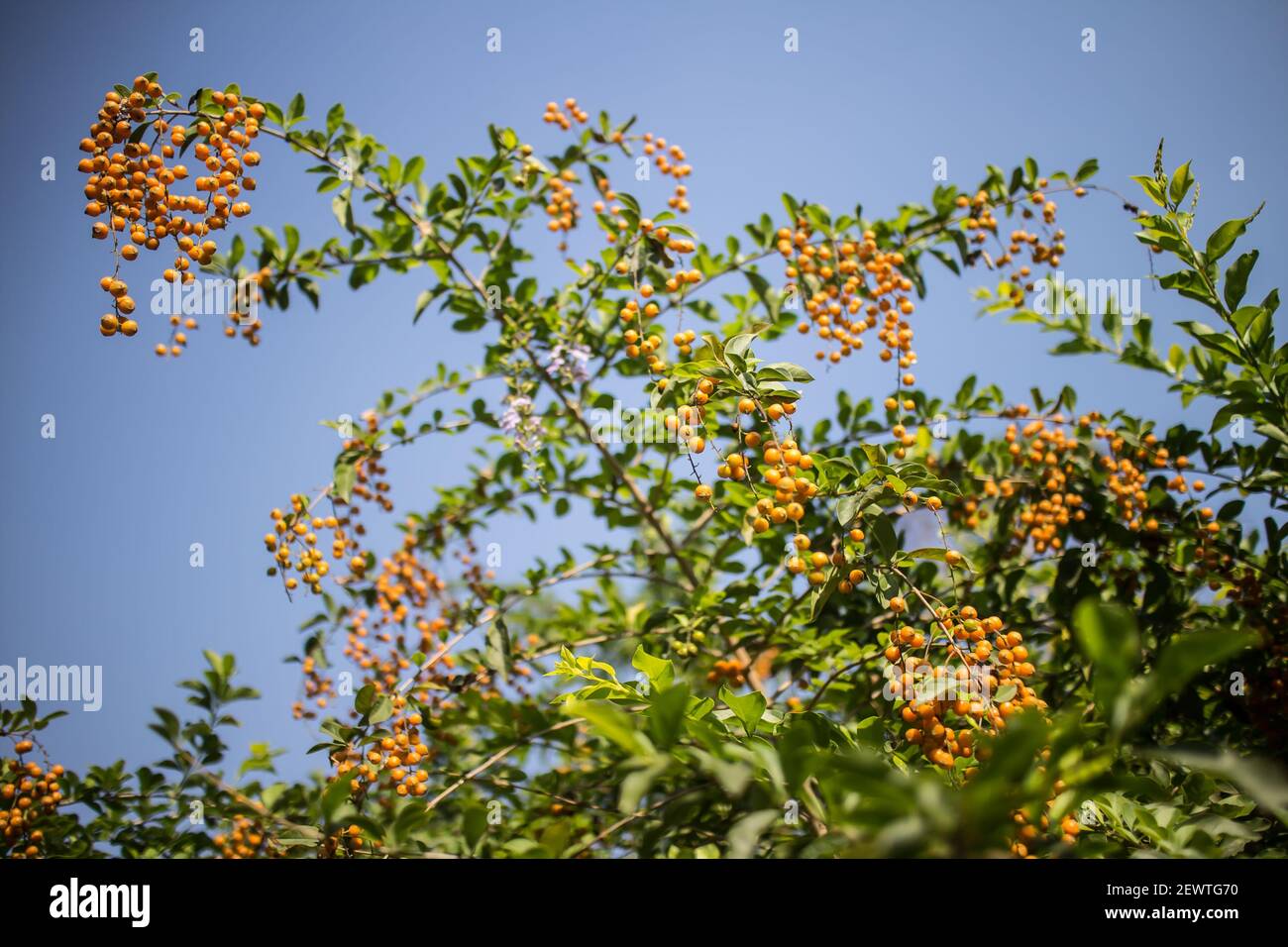 Close up Small seed of Duranta repens Flower on tree Stock Photo - Alamy
