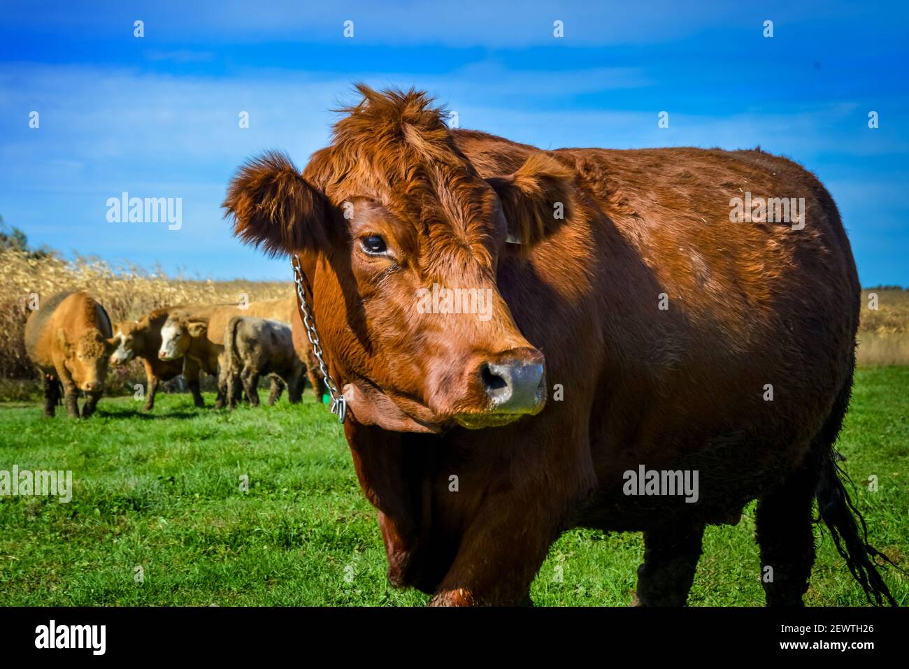 Beef close-up in a farm pasture Stock Photo - Alamy