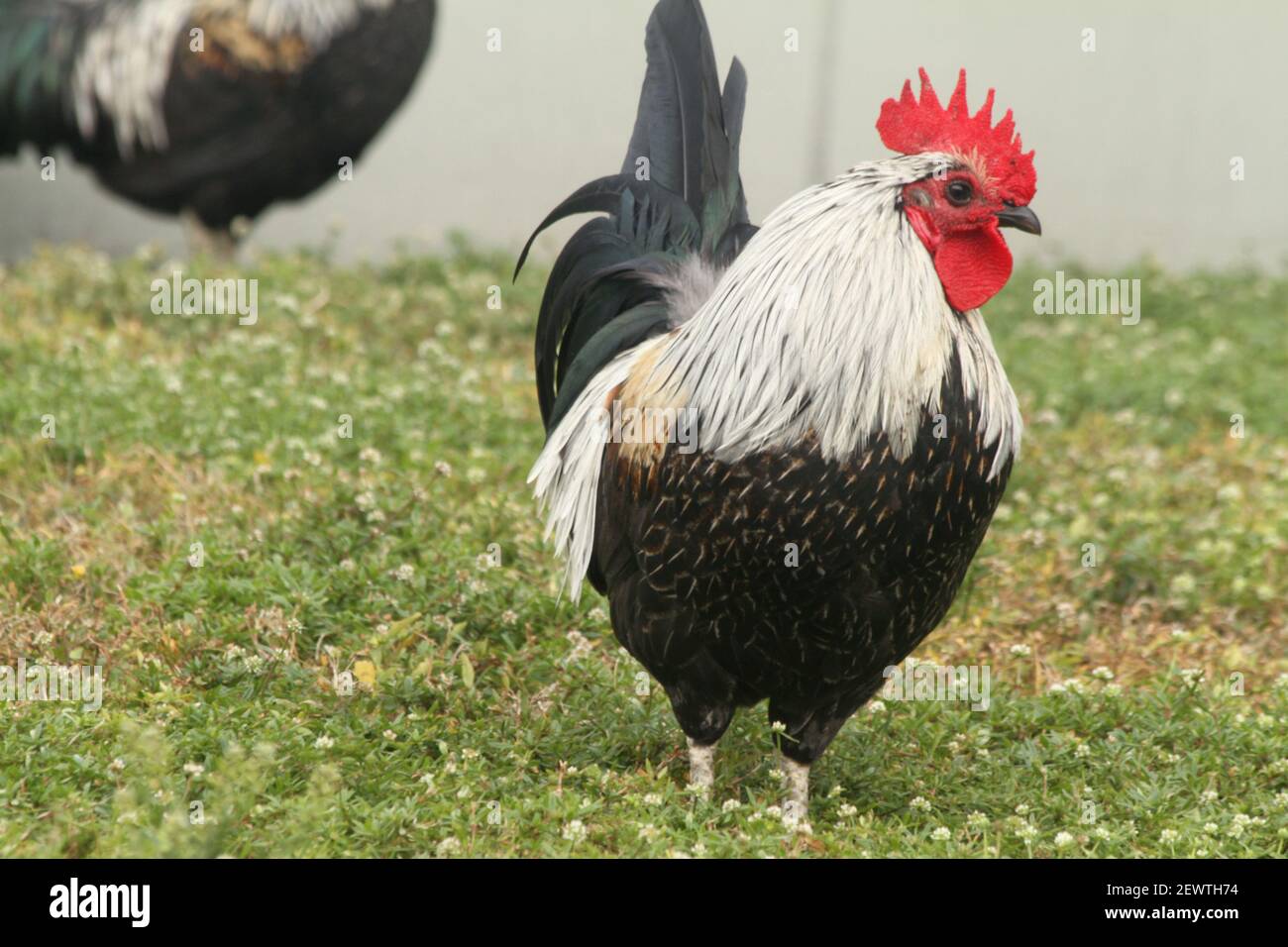 Free range rooster hi-res stock photography and images - Alamy