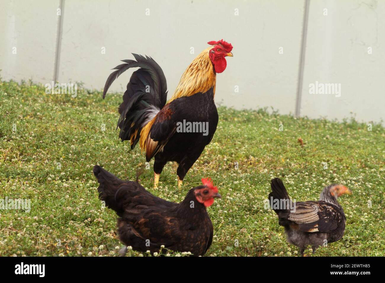 American chicken production hi-res stock photography and images - Alamy