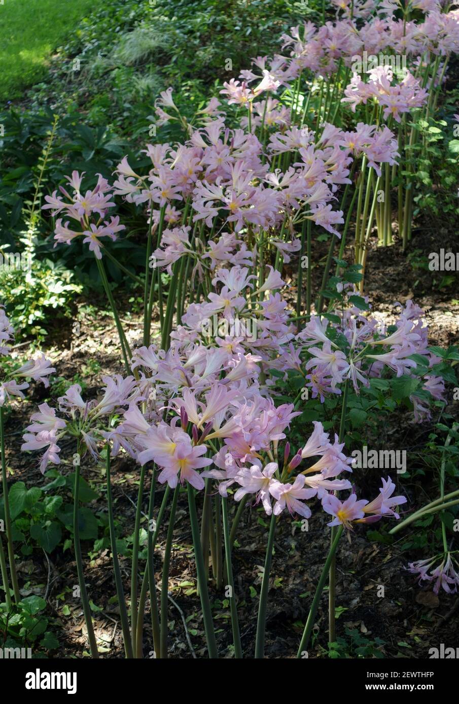 Lilies growing outdoors in summer shade hi-res stock photography and ...
