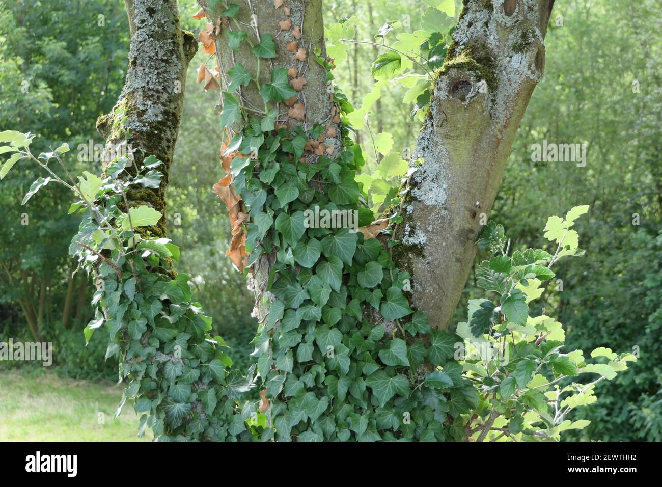 Green ivy growing on a tree trunk in a park Stock Photo - Alamy
