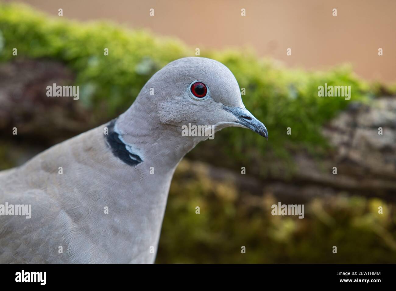 Streptopelia eurasian hi-res stock photography and images - Alamy