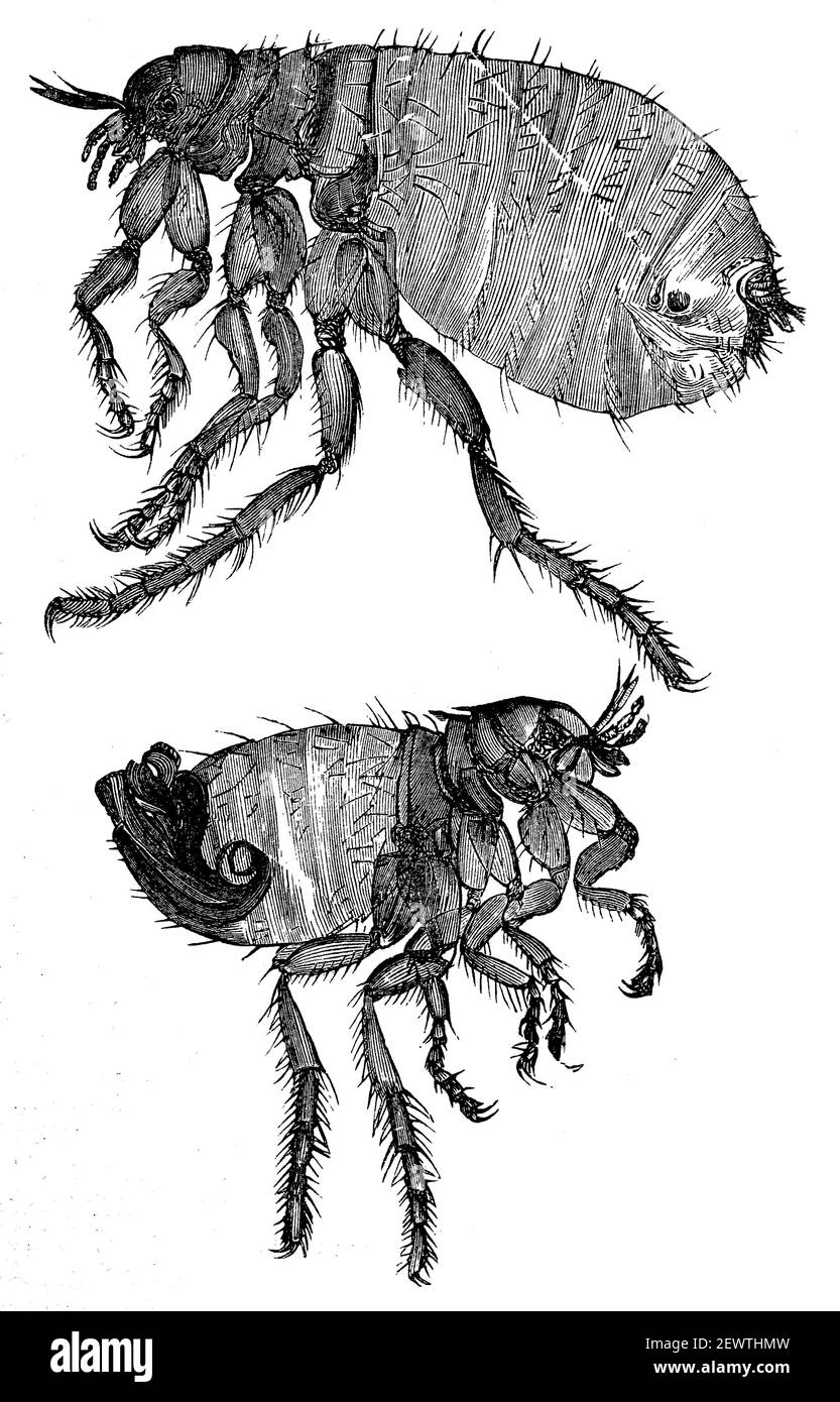 Female human flea Cut Out Stock Images & Pictures - Alamy