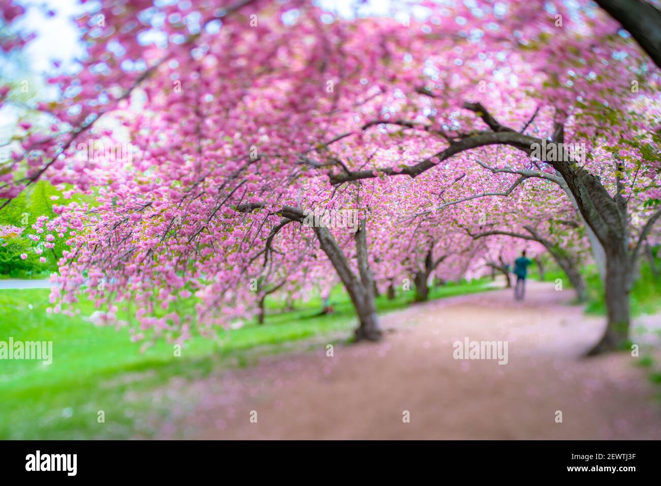 Rows of full-bloomed Cherry blossom trees surround the footpath in ...