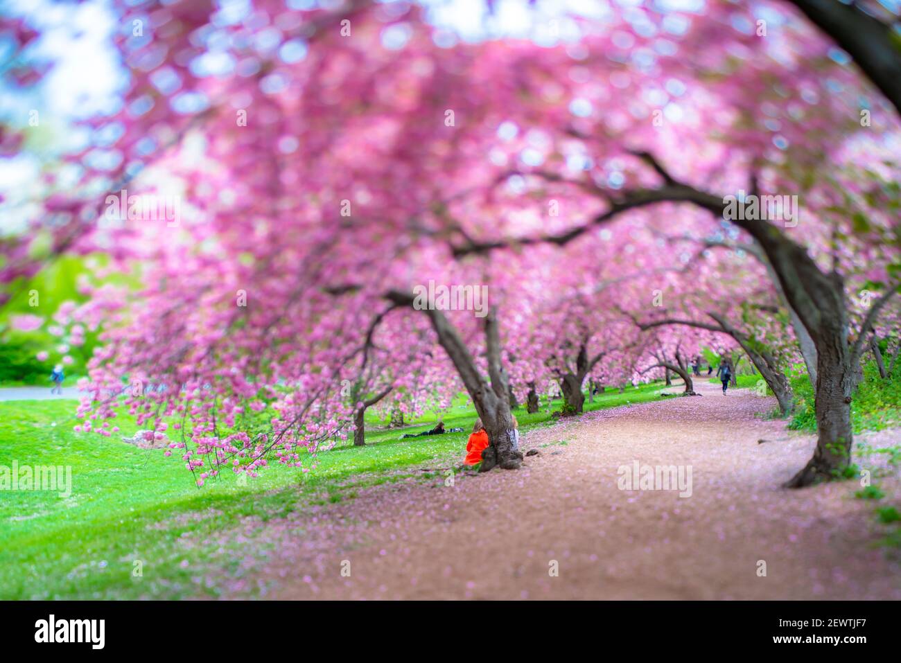 Rows of full-bloomed Cherry blossom trees surround the footpath in ...