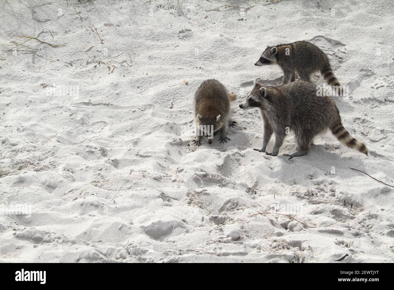 Key Biscayne, FL, USA. Family of raccoons on a beach Stock Photo - Alamy