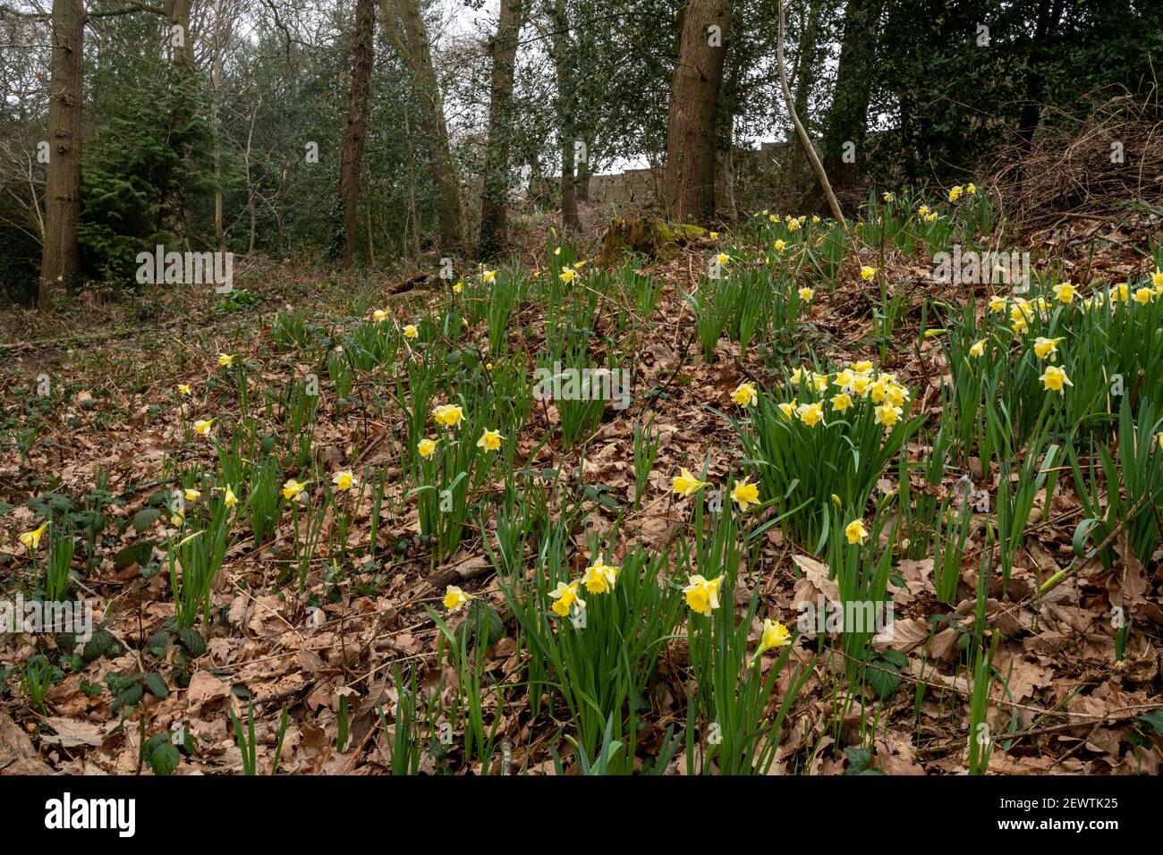 Wild daffodils (Narcissus pseudonarcissus), native wildflower in ...