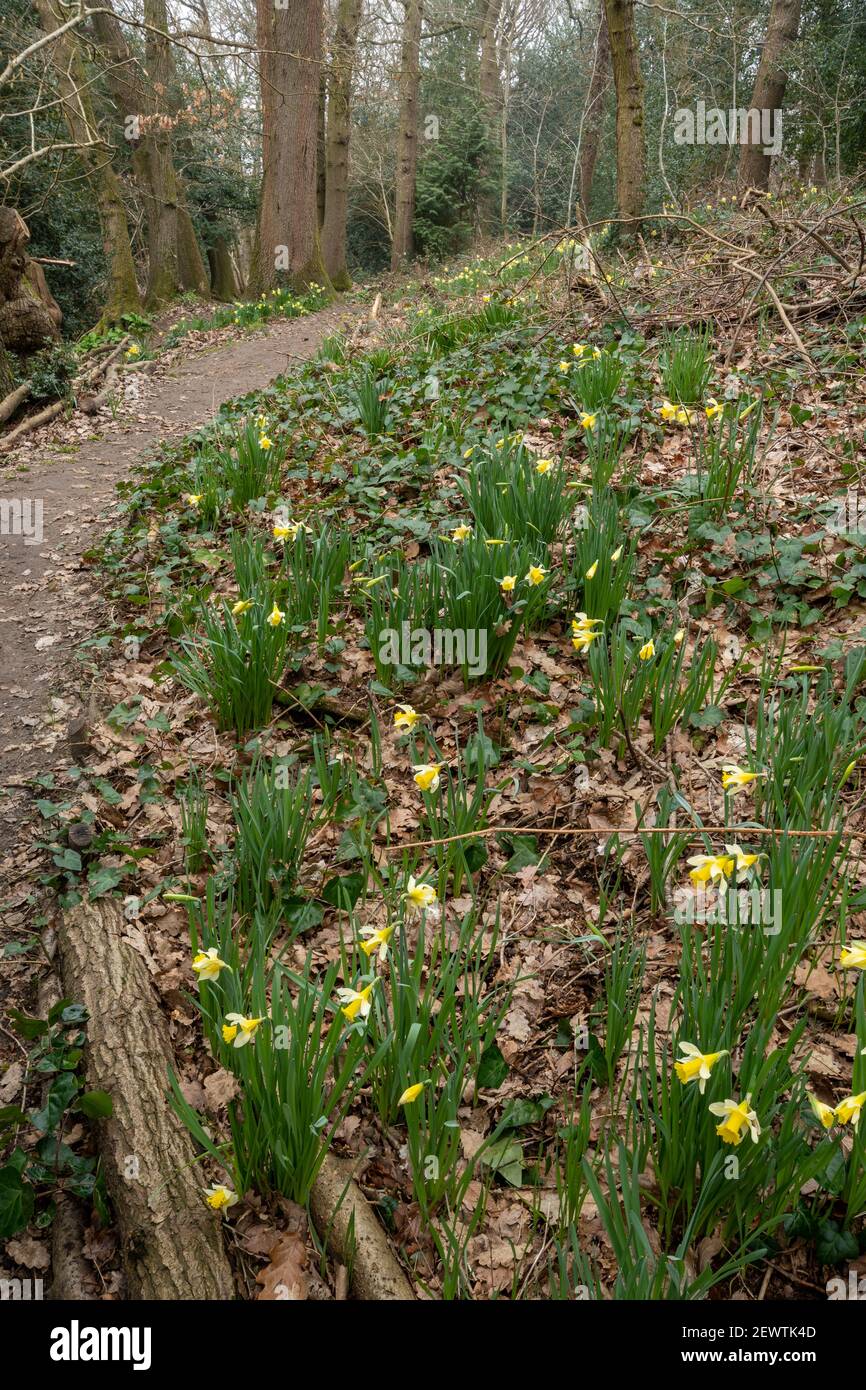Wild daffodils (Narcissus pseudonarcissus), native wildflower in ...
